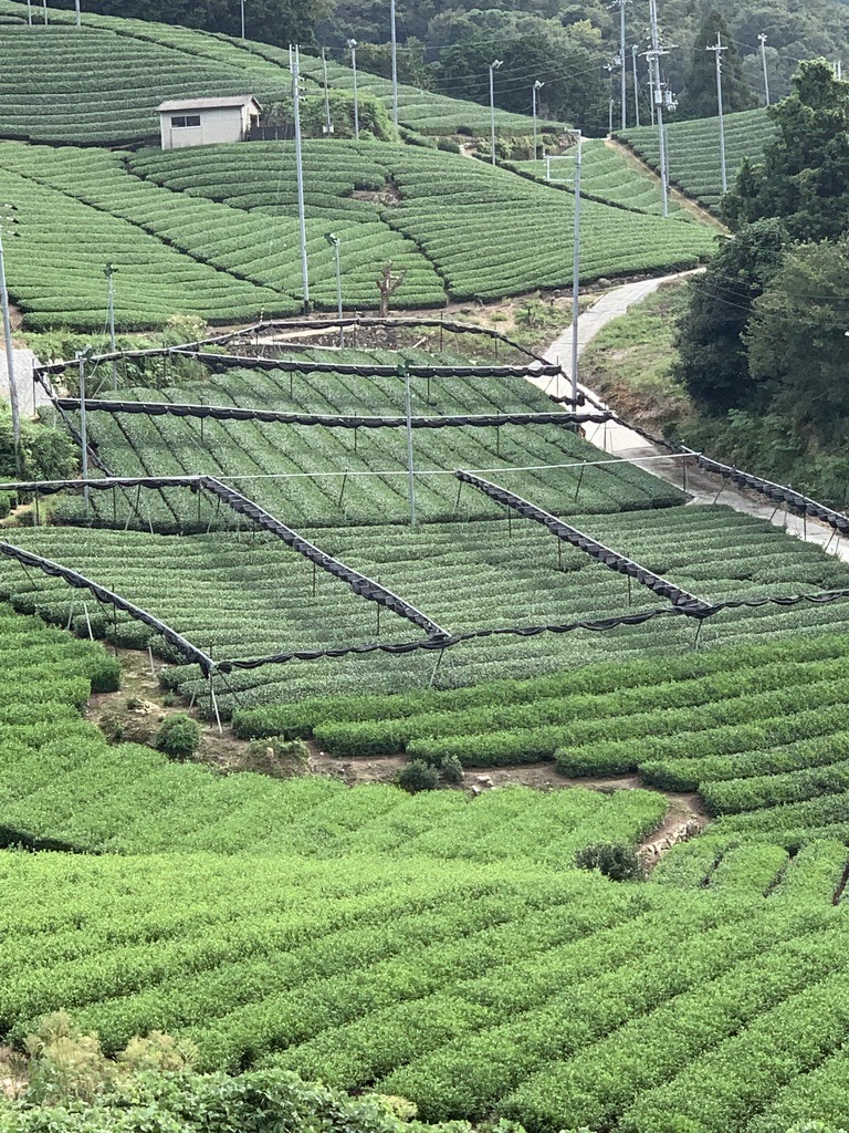 How We Started The Largest U.S. Matcha Green Tea Supplier And Grew It